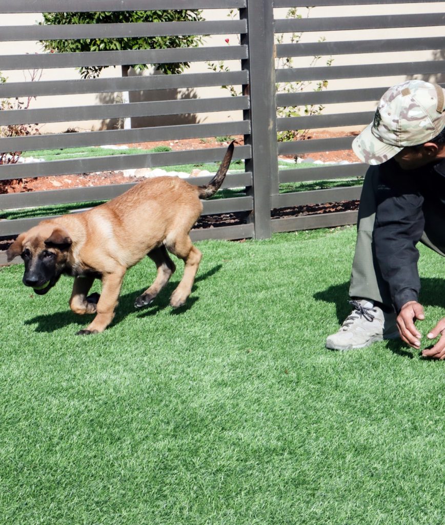 K9- Selection Testing and Evaluation Course – Jordan National K9 Center