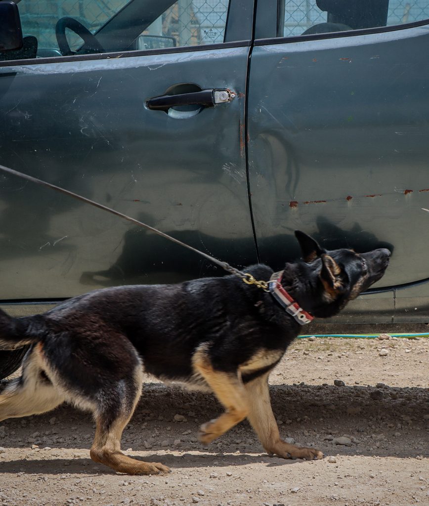 Narcotic Detection / Advance Course - Jordan National K9 Center