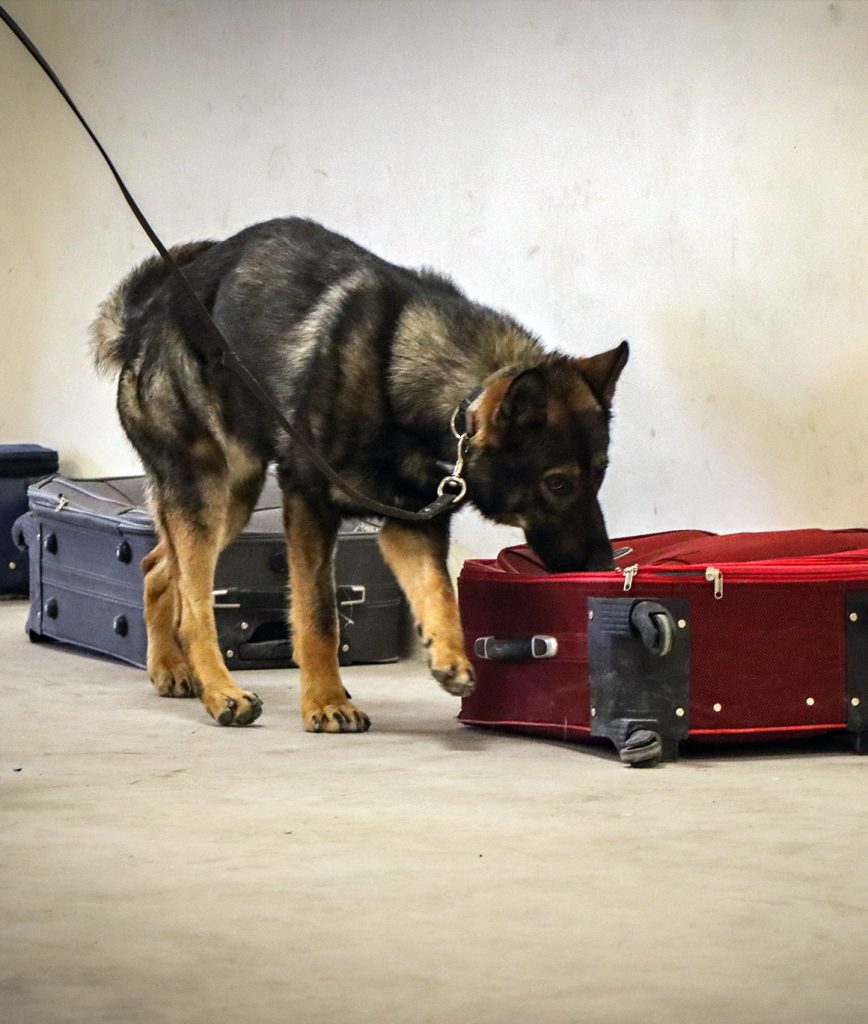 Narcotics Detection / Basic Course – Jordan National K9 Center